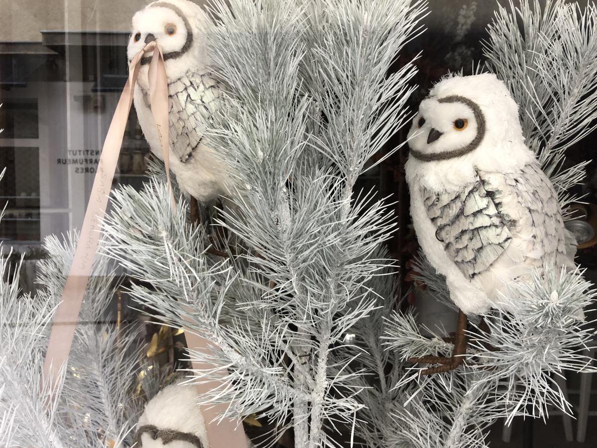 Šekoranjine blješteće papige i zlatno ruho za 2021. bez korone ...